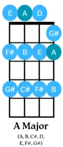 Major Scales On The Bass (With Infographic & Audio) - BassOx